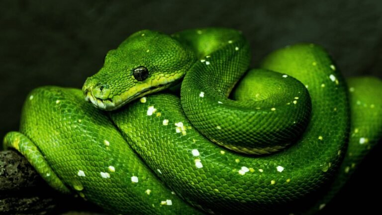 800 Snake Names: Funny, Unique, Cool, Creative & Good For Male & Female ...