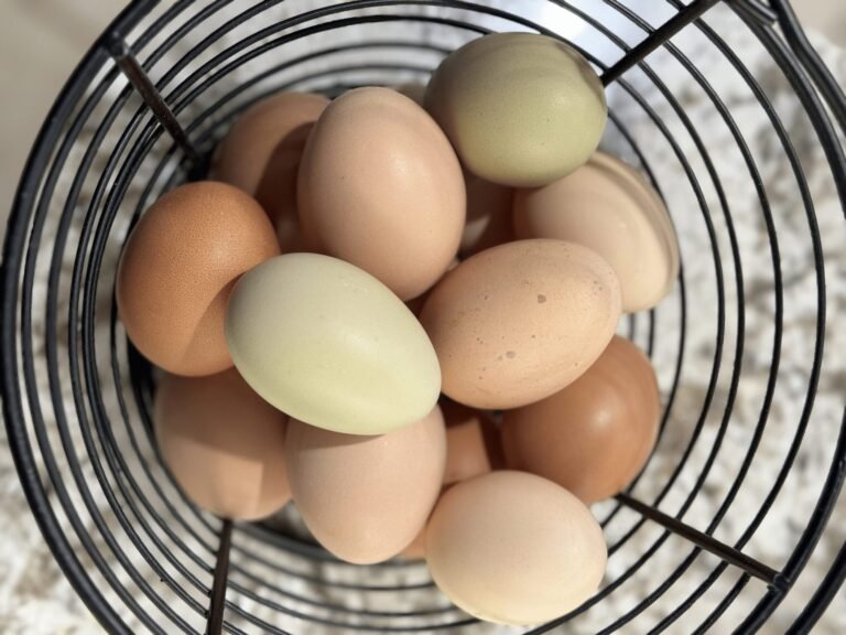 750+ Funny Names for Chicken Eggs: Creative, Slang, Unique & Fancy For ...